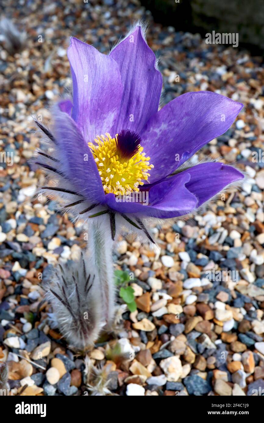 Pulsatilla halleri subsp slavica Slovak Pasqueflower – deep violet ...