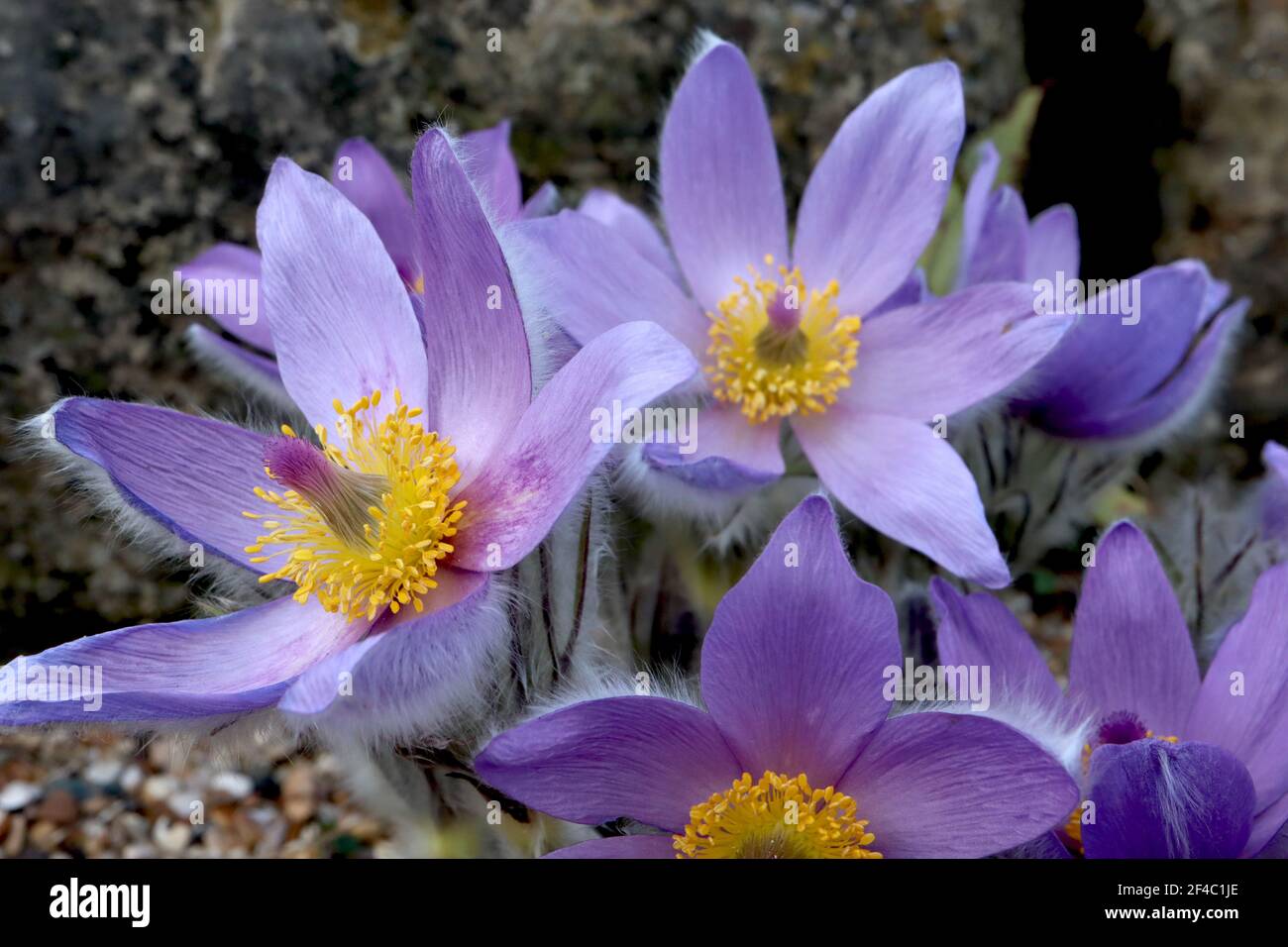 Woolly foliage hi-res stock photography and images - Alamy