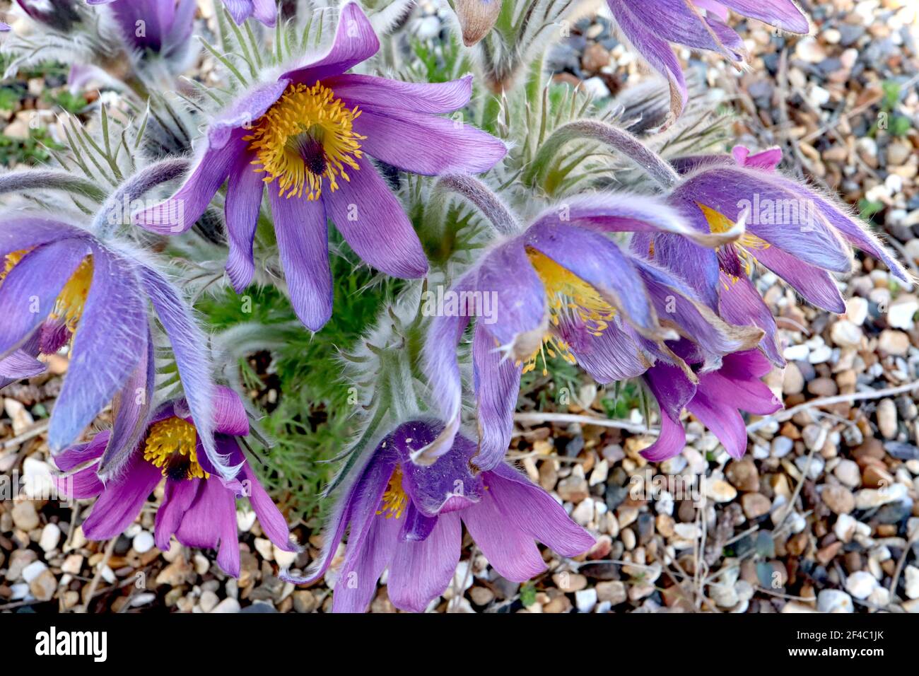 Dissected plant hi-res stock photography and images - Alamy