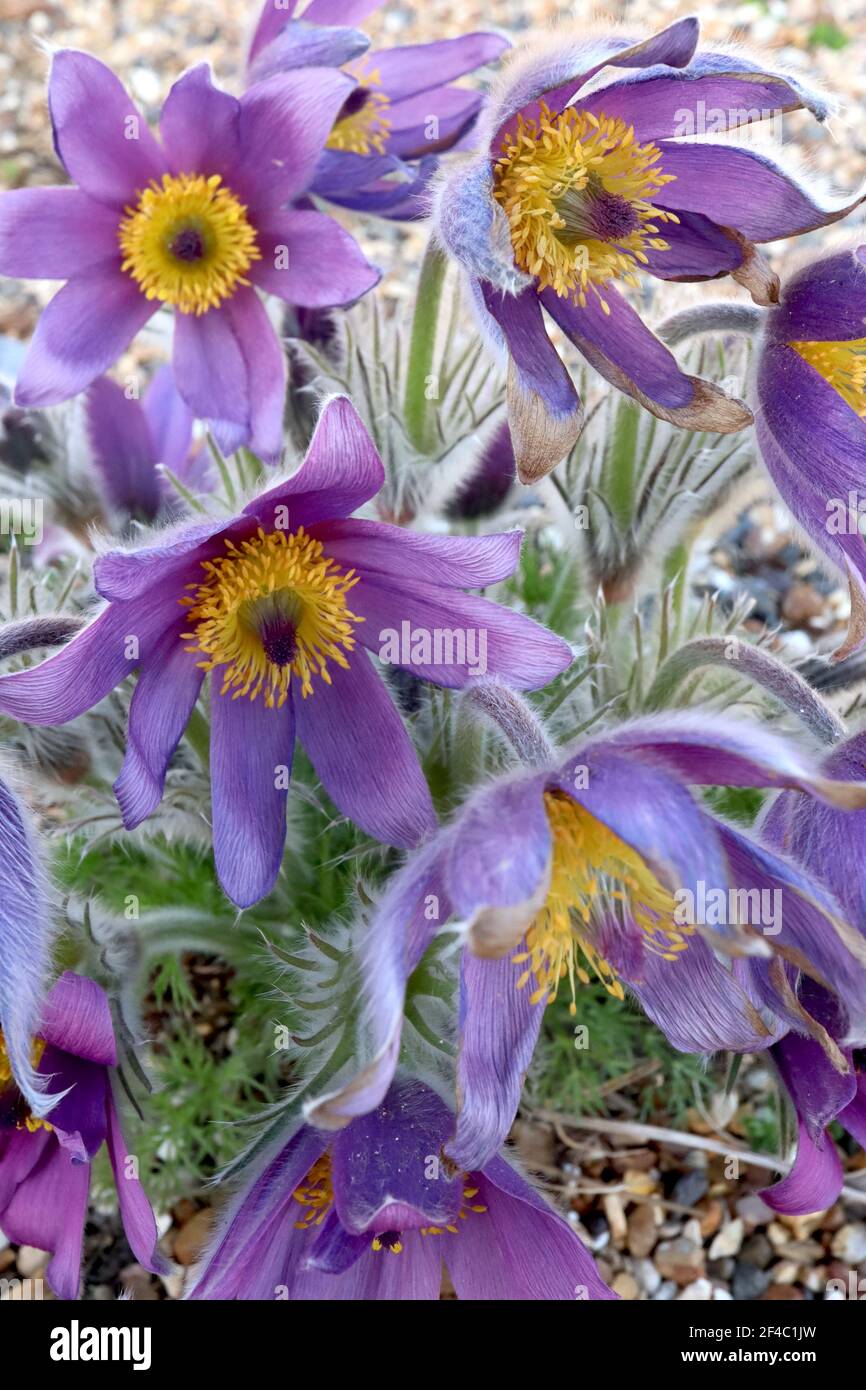 Pulsatilla vulgaris Pasqueflower - mauve violet flowers and silky ...
