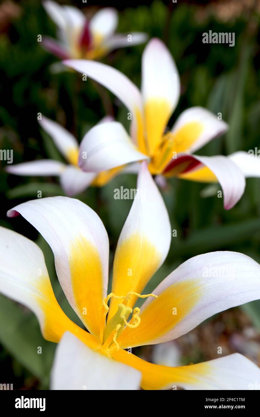 Water lily tulip ice stick hi-res stock photography and images - Alamy