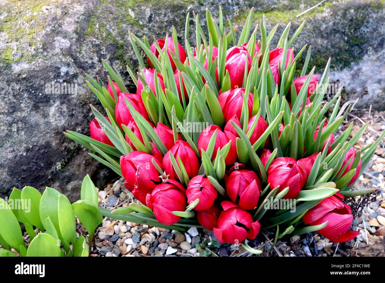 Tulipa humilis ‘Lilliput’ Species tulip 15 Liliput dwarf tulip ...