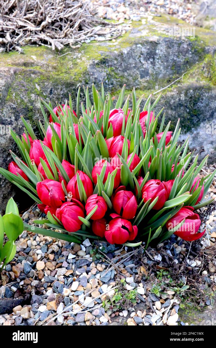 Tulipa humilis lilliput hi-res stock photography and images - Alamy