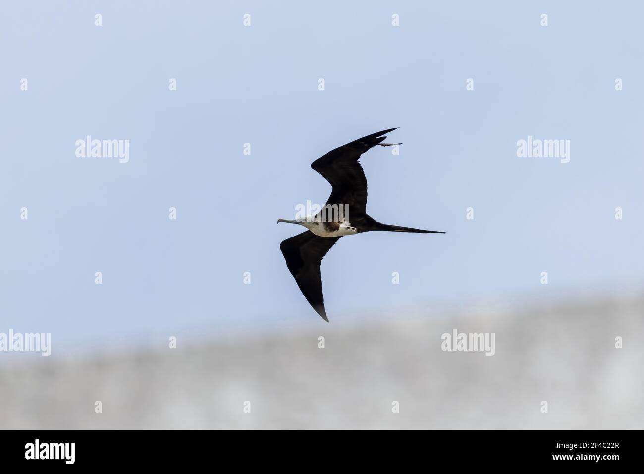Magnificent frigatebird in flight over the sea - immature female Stock ...