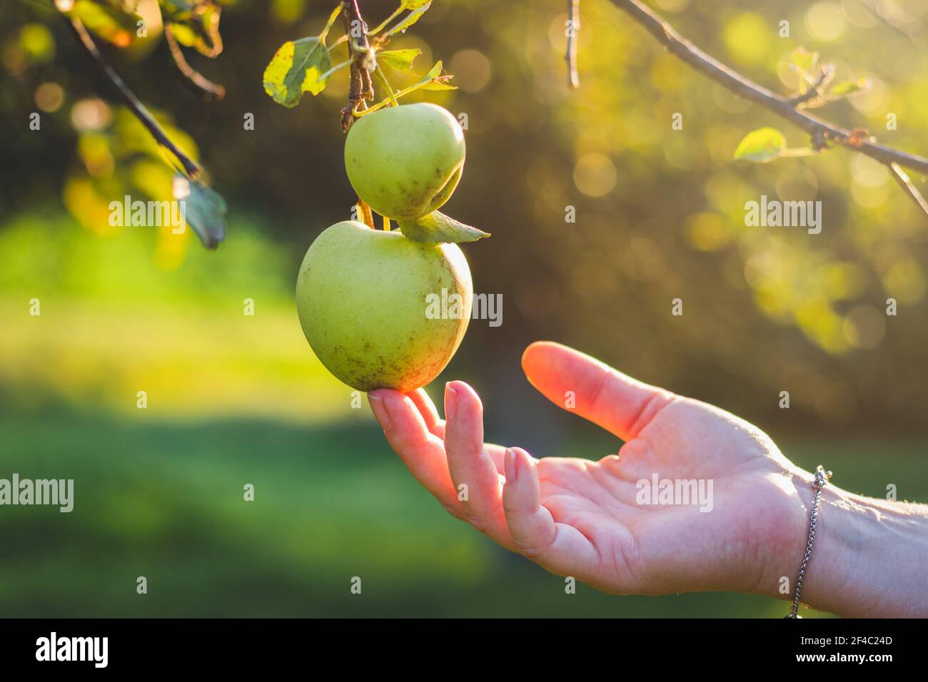 Hand touching fruit hi-res stock photography and images - Alamy