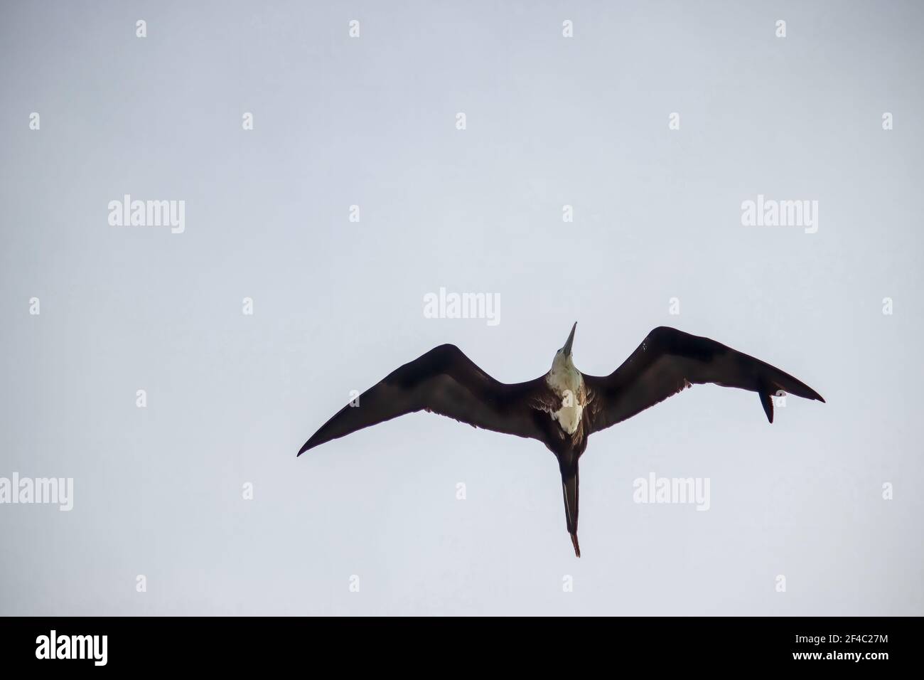 Magnificent frigatebird in flight, soaring over the sea - immature ...