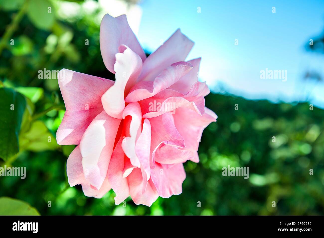 Layers of rose petals hi-res stock photography and images - Alamy