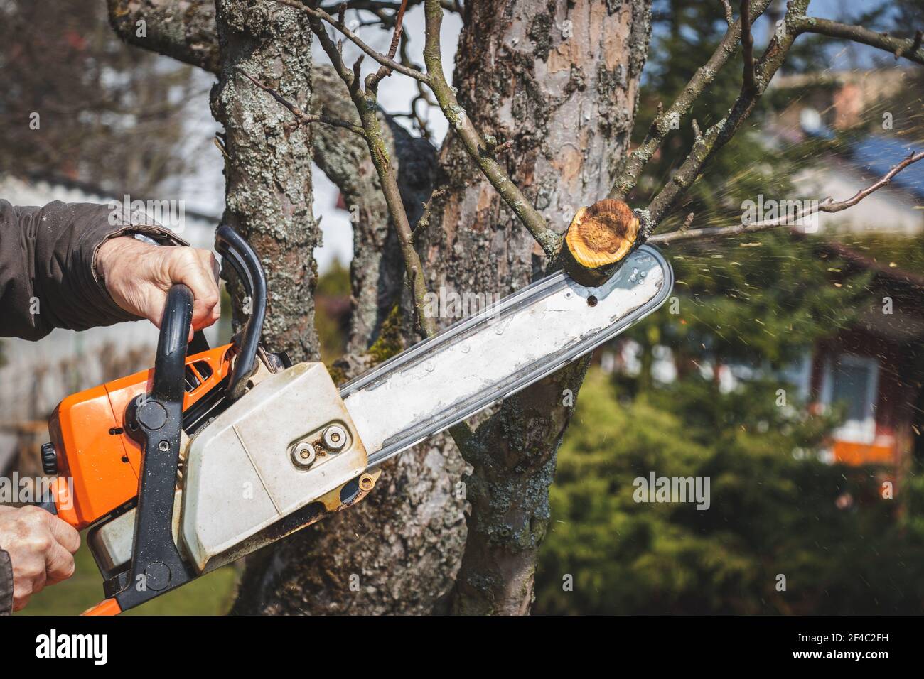 Man cutting branch tree using chainsaw. Working in garden during ...