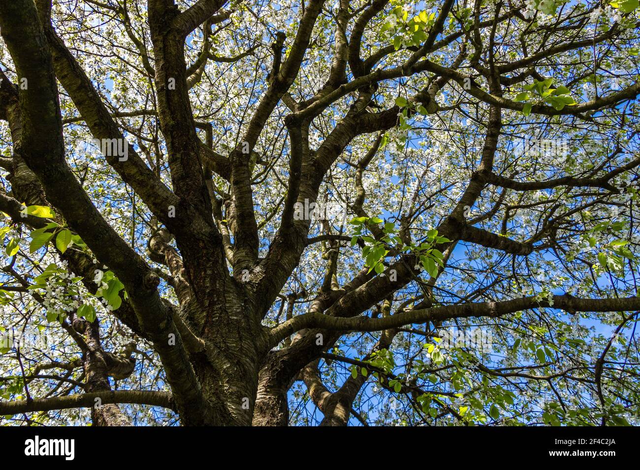 Huge trunk of blooming cherry tree at spring. Bottom view Stock Photo ...