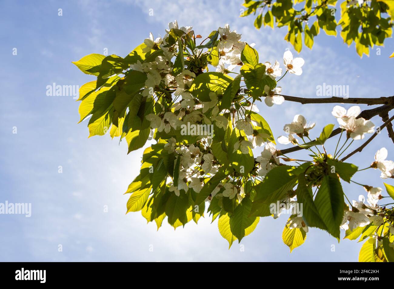 Close up white cherry tree hi-res stock photography and images - Alamy
