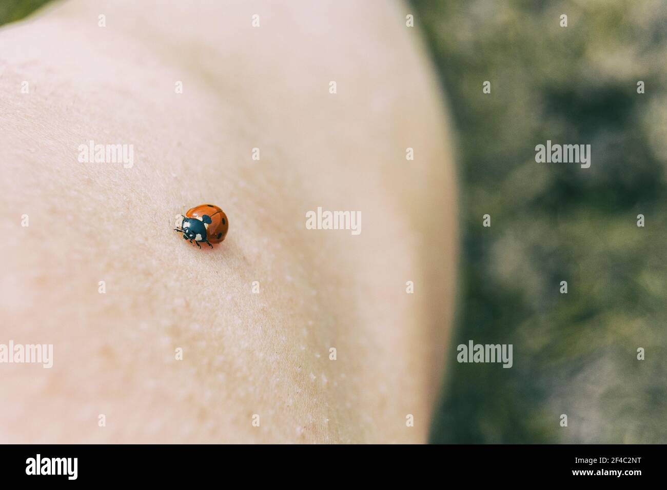 little ladybug perched on the skin of a girl's knee in nature Stock ...