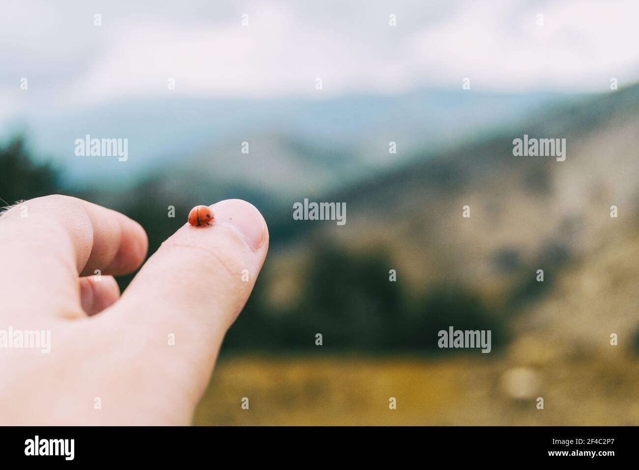 little ladybug perched on the thumb skin of a girl's hand in nature ...