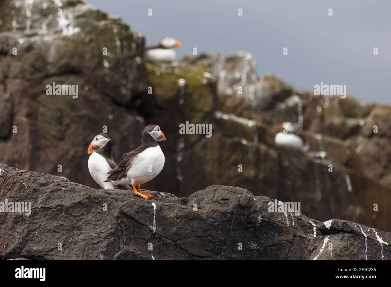 Northumberland coastal wildlife hi-res stock photography and images - Alamy