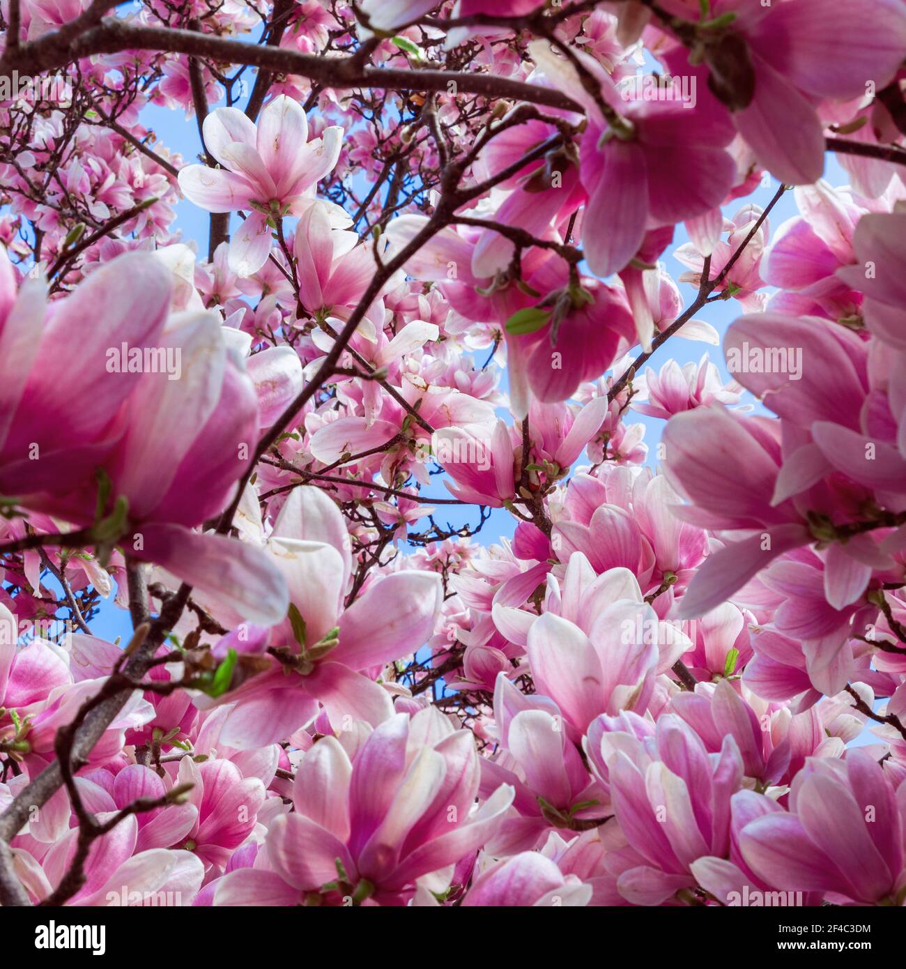 Pink spring magnolia in bloom (Square photo Stock Photo - Alamy