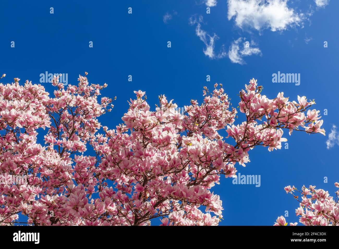Magnolia branch hi-res stock photography and images - Alamy
