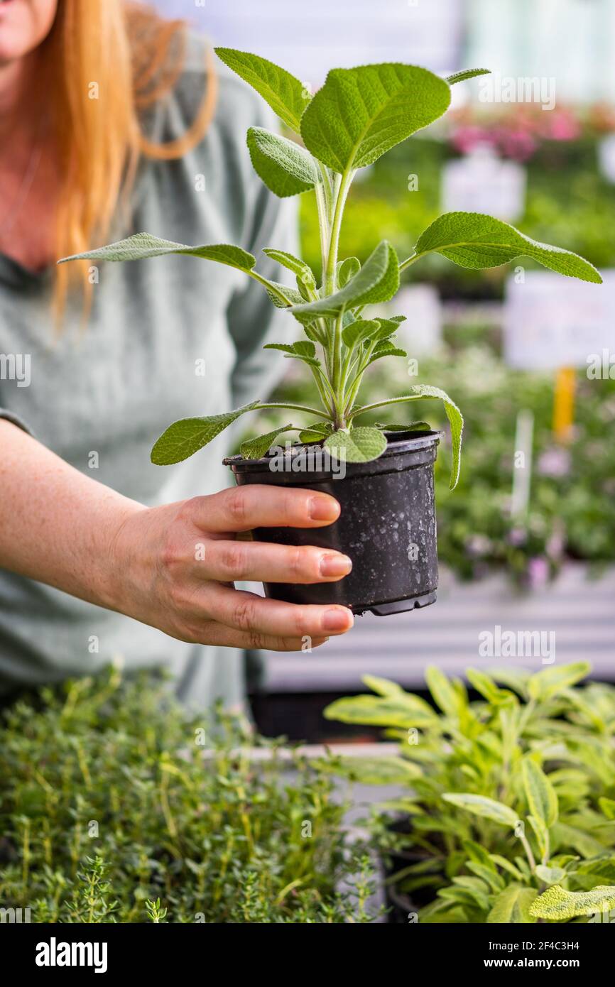 Farmer holding young plant of sage in pot in greenhouse. Seedling is ...