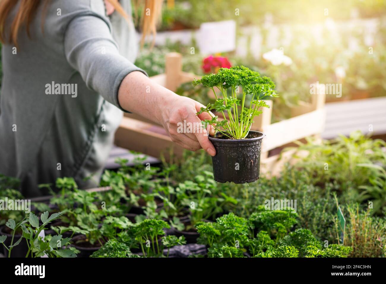 Parsley Seedling High Resolution Stock Photography and Images - Alamy