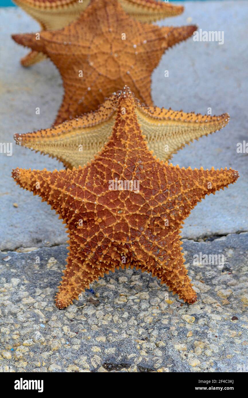 dried sea stars lined up in a row Stock Photo - Alamy