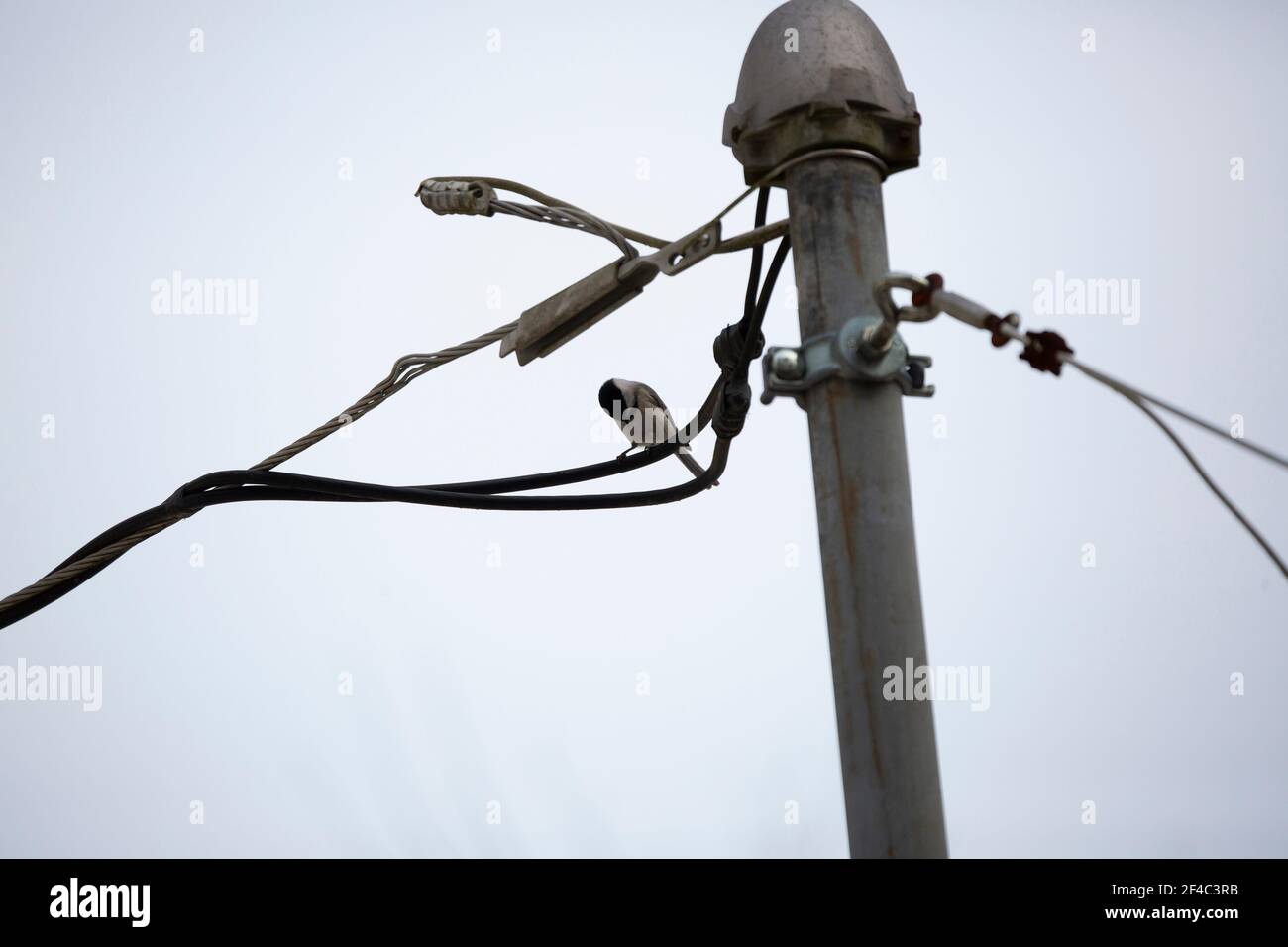 Black-capped chickadee (Poecile atricapillus) looking down from a wire ...