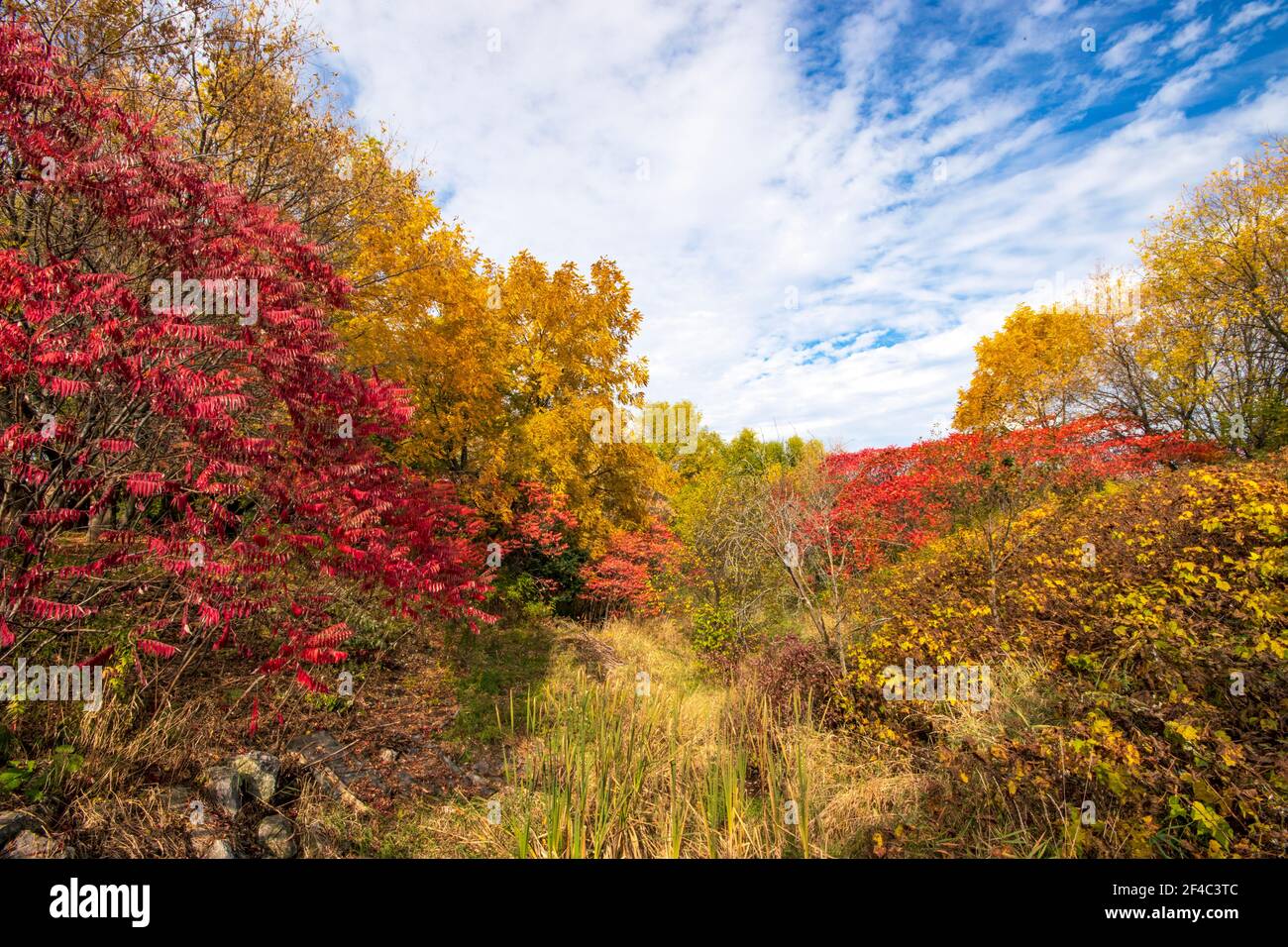 Deep red fall foliage hi-res stock photography and images - Alamy