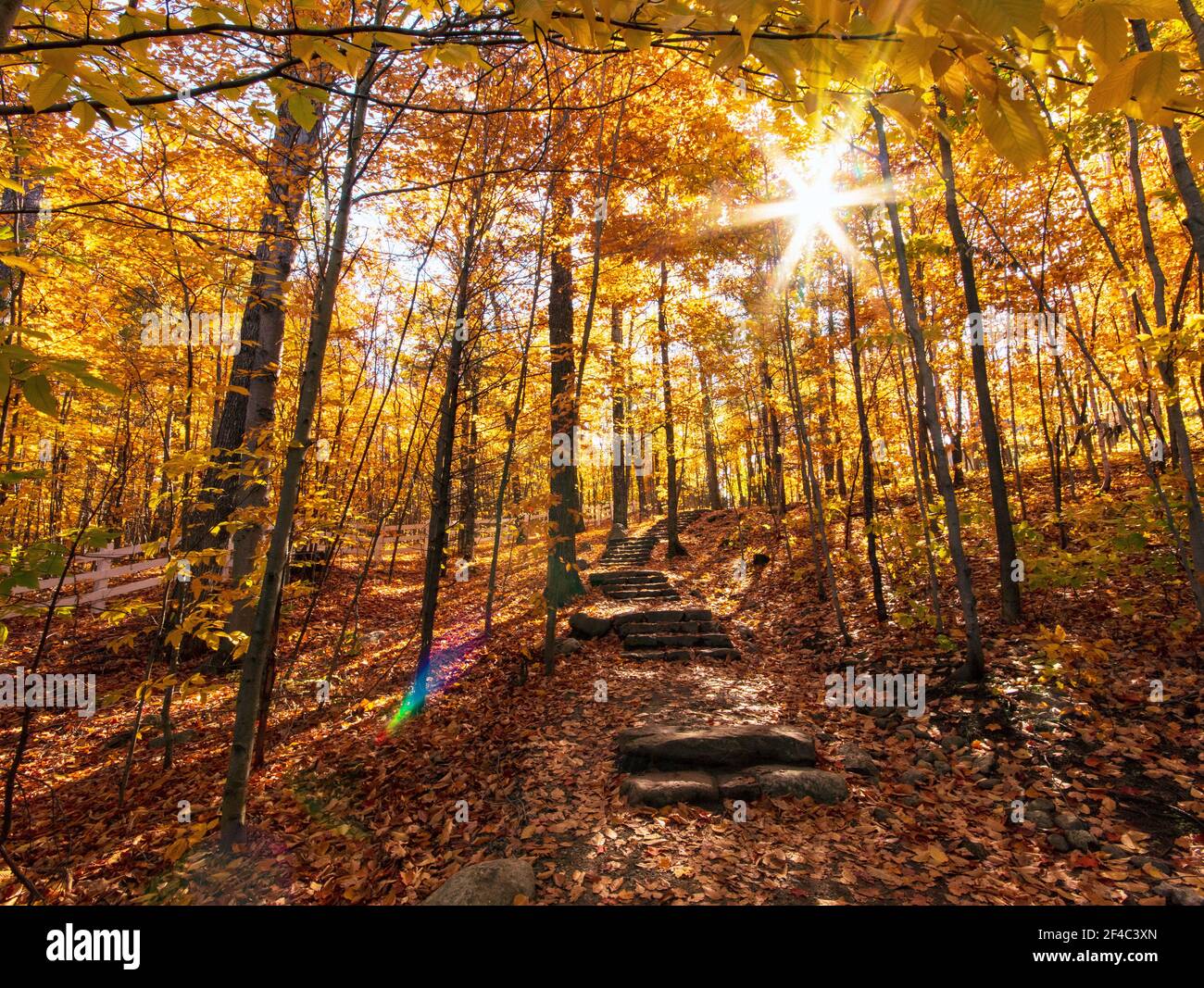 Fall colour in Gatineau Park on a sunny day in October - a sunburst ...