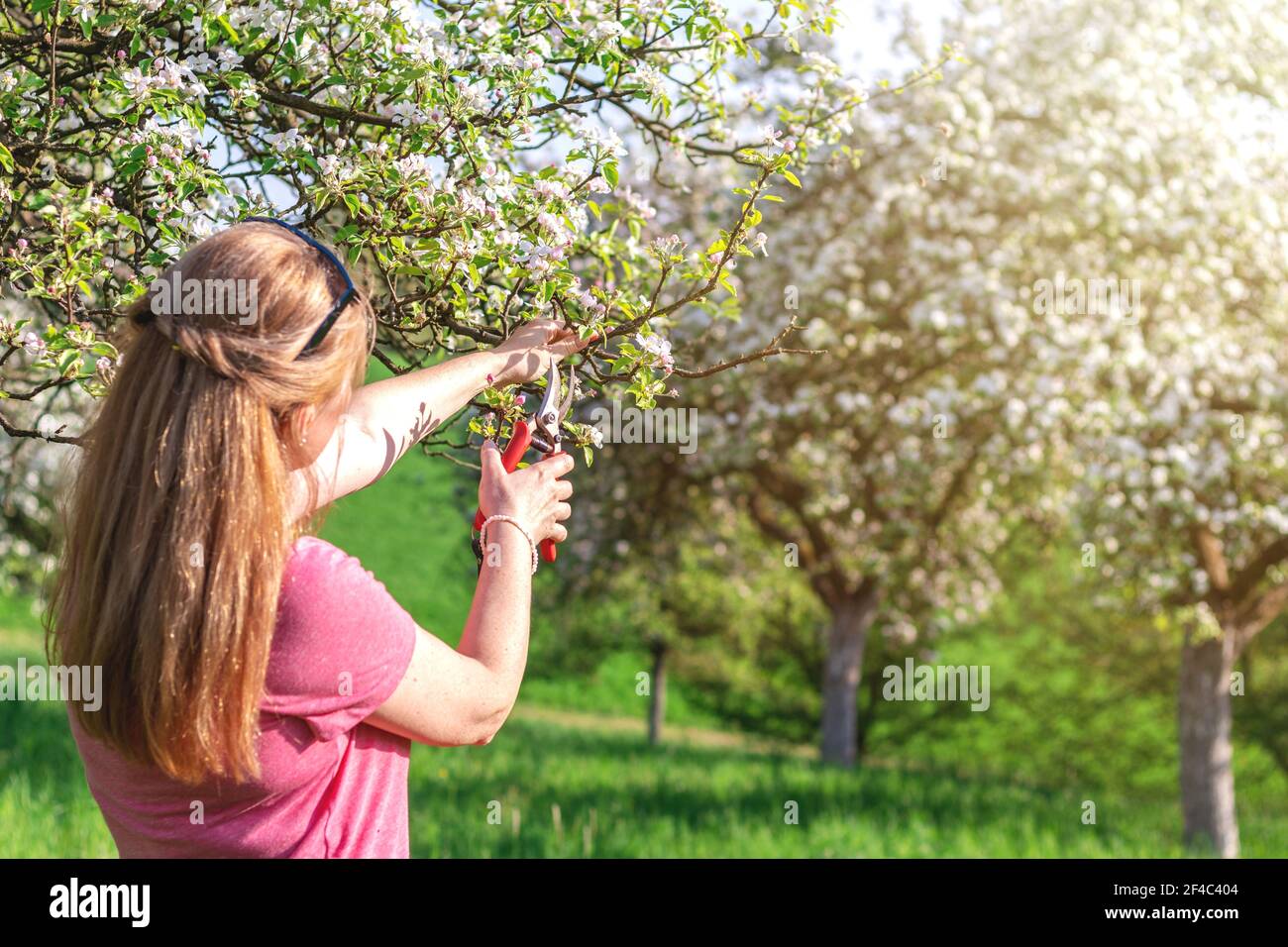 Woman pruning tree hi-res stock photography and images - Alamy