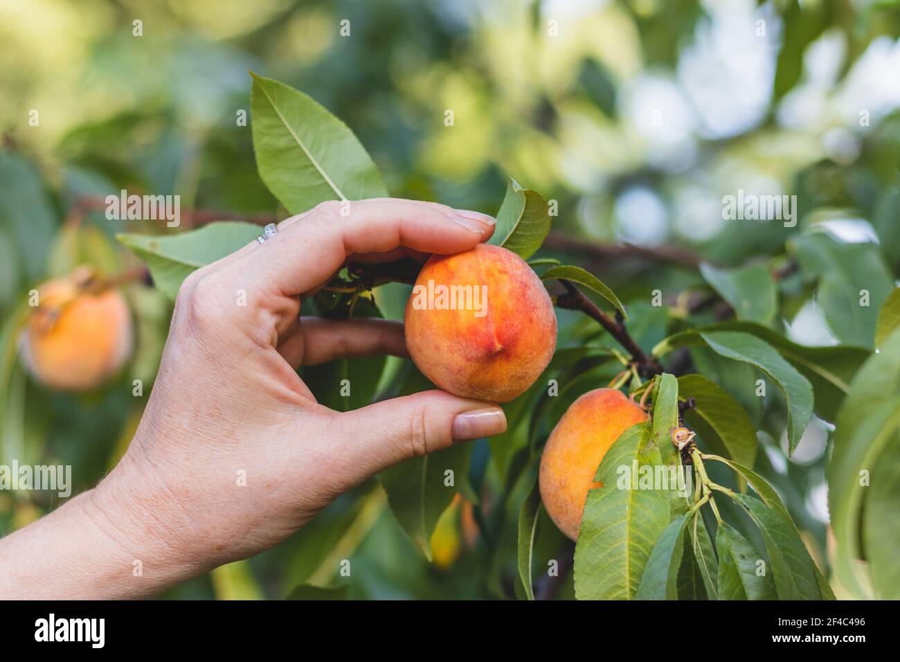 Harvesting peaches hi-res stock photography and images - Alamy