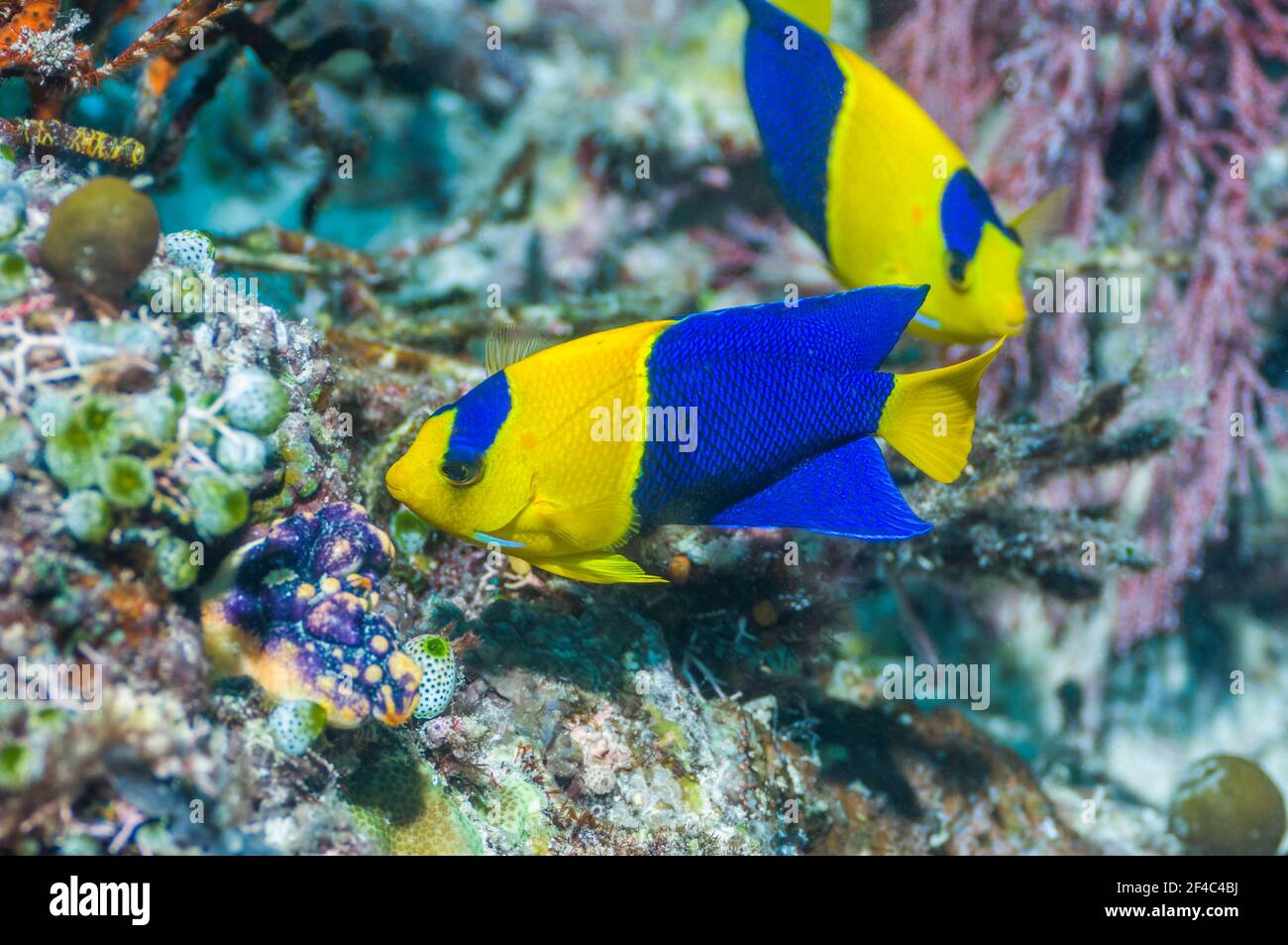 Bicolour angelfish [Centropyge bicolor]. West Papua, Indonesia Stock ...