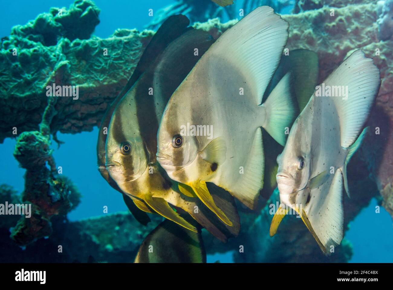 Circular batfish hi-res stock photography and images - Alamy