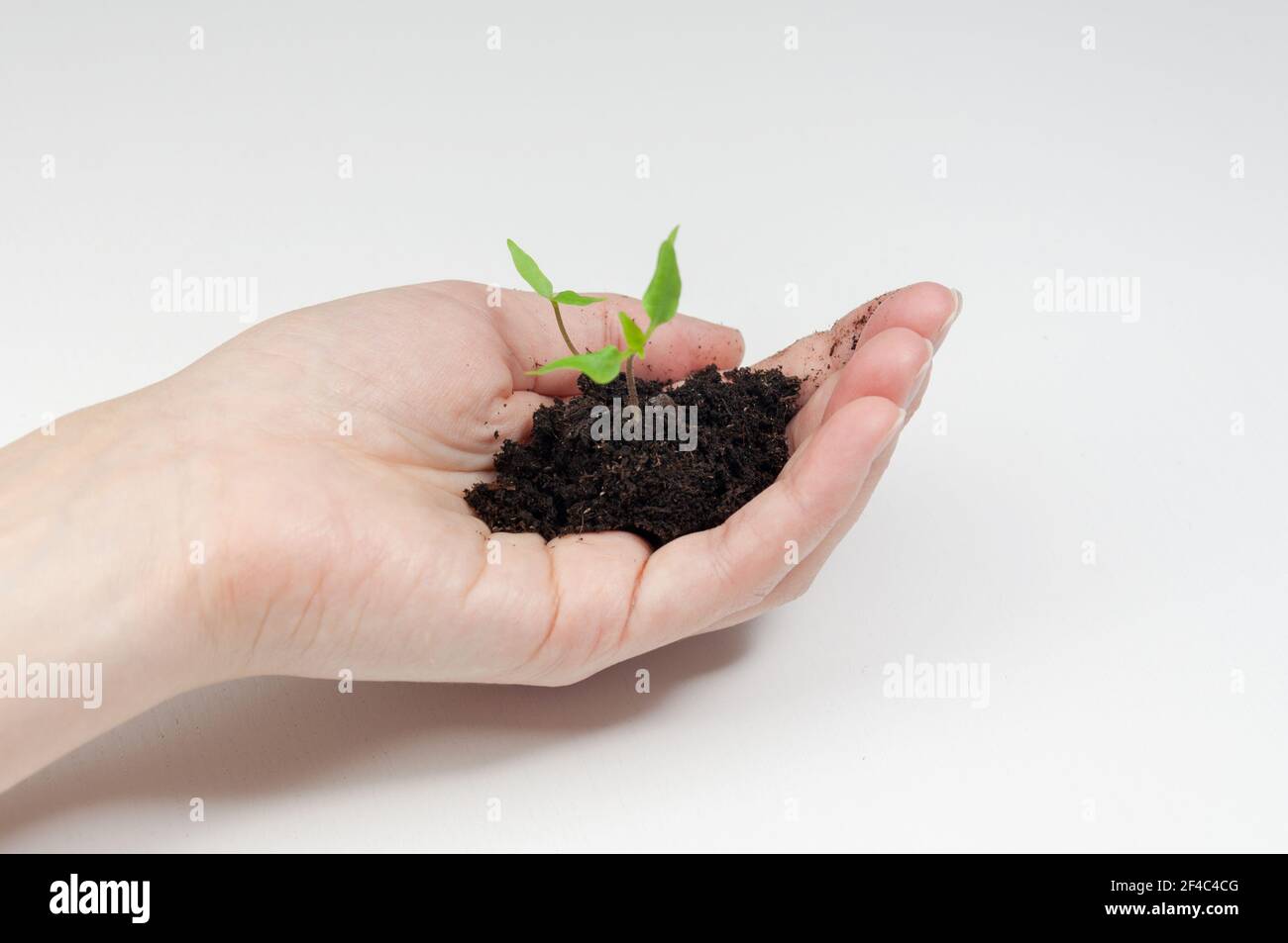 Hand Holding Green Sapling With Soil. Restoration of ecology. Soil in ...