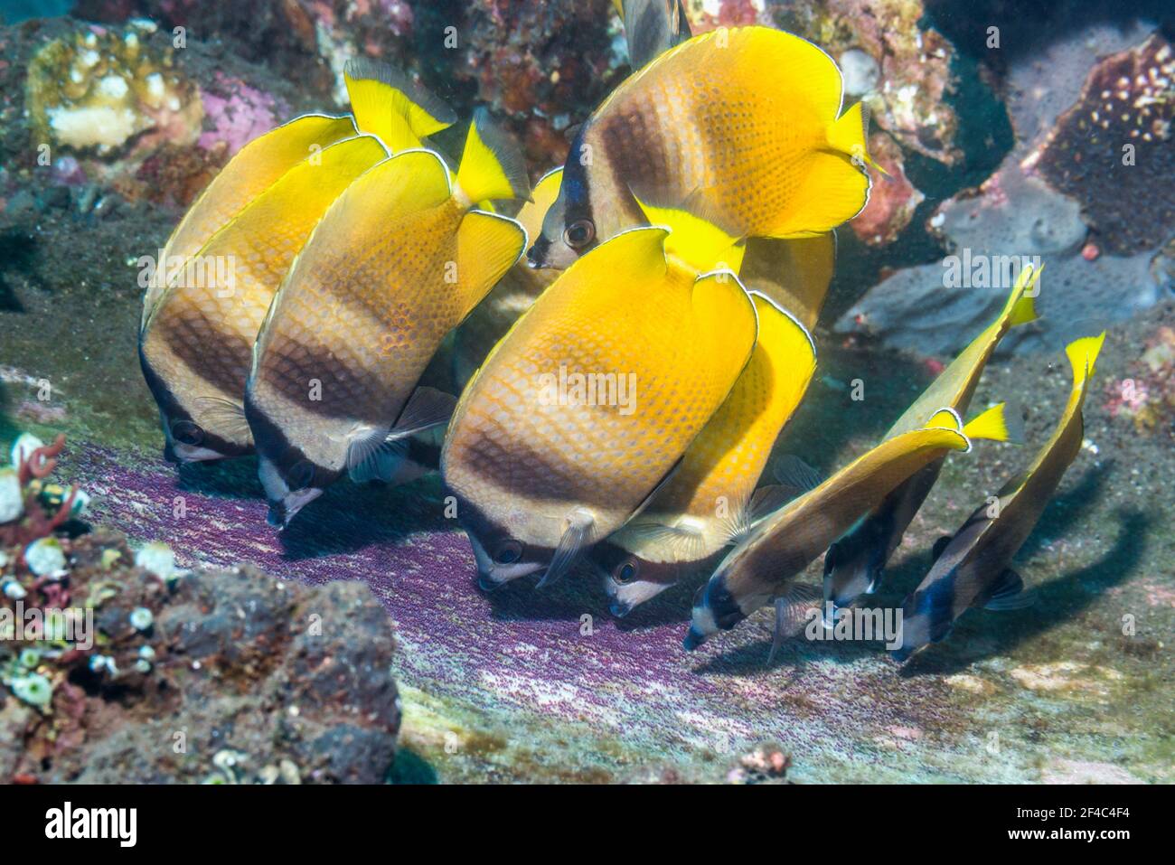 Klein's butterflyfish [Chaetodon kleinii] feeding on Sergeant major ...