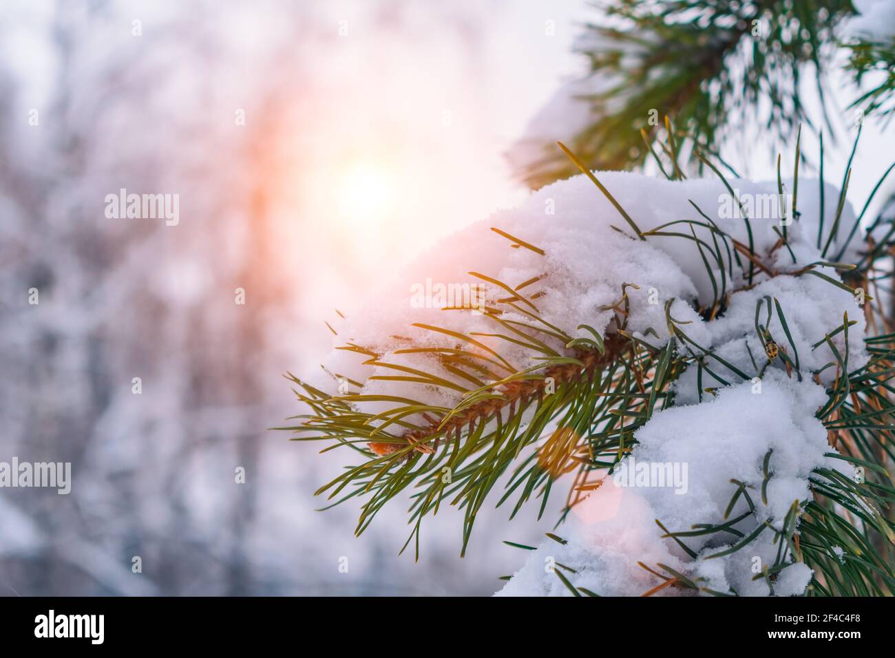 Beautiful snow covered pine needles hi-res stock photography and images ...