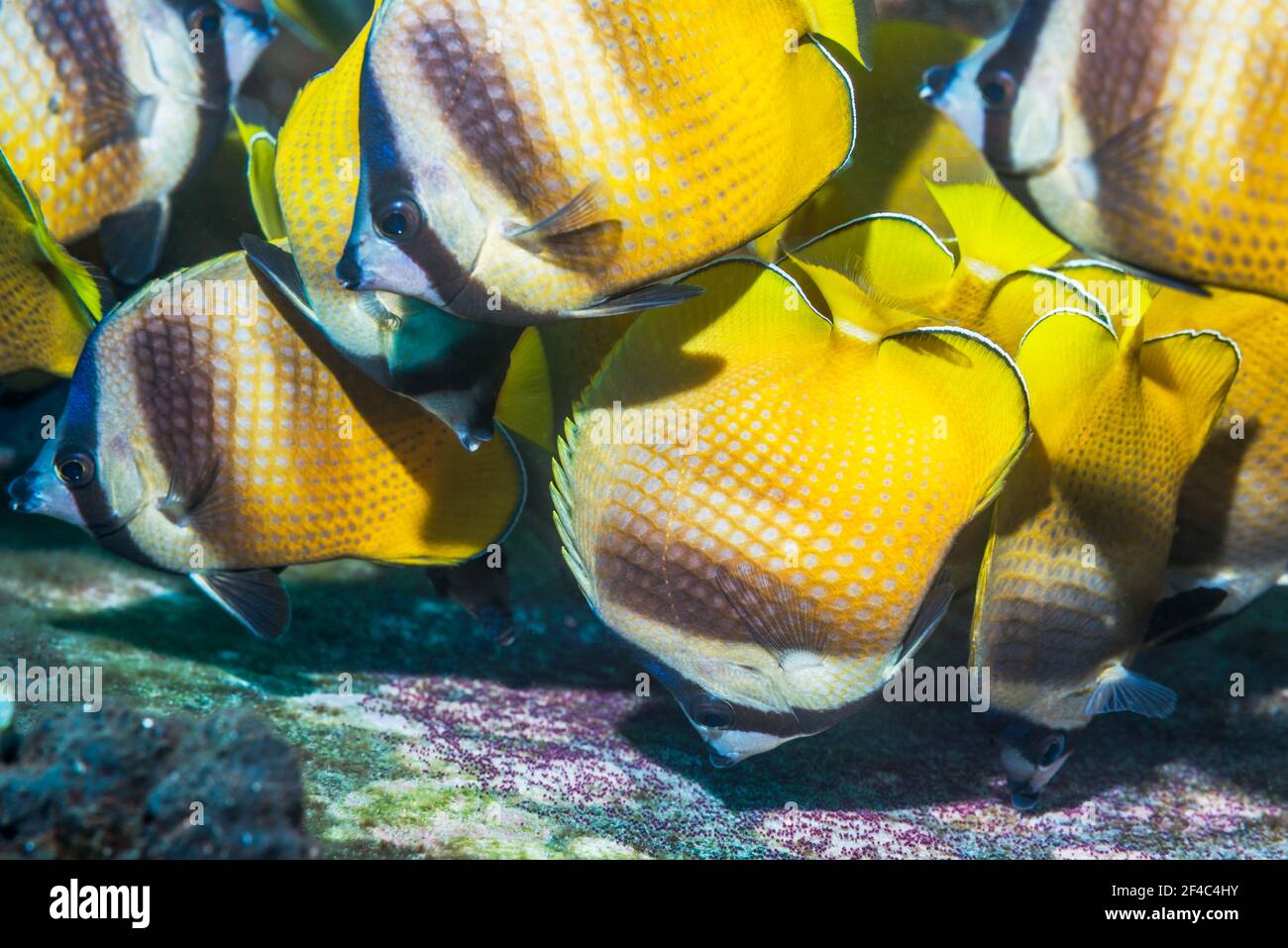 Klein's butterflyfish [Chaetodon kleinii] feeding on Sergeant major ...