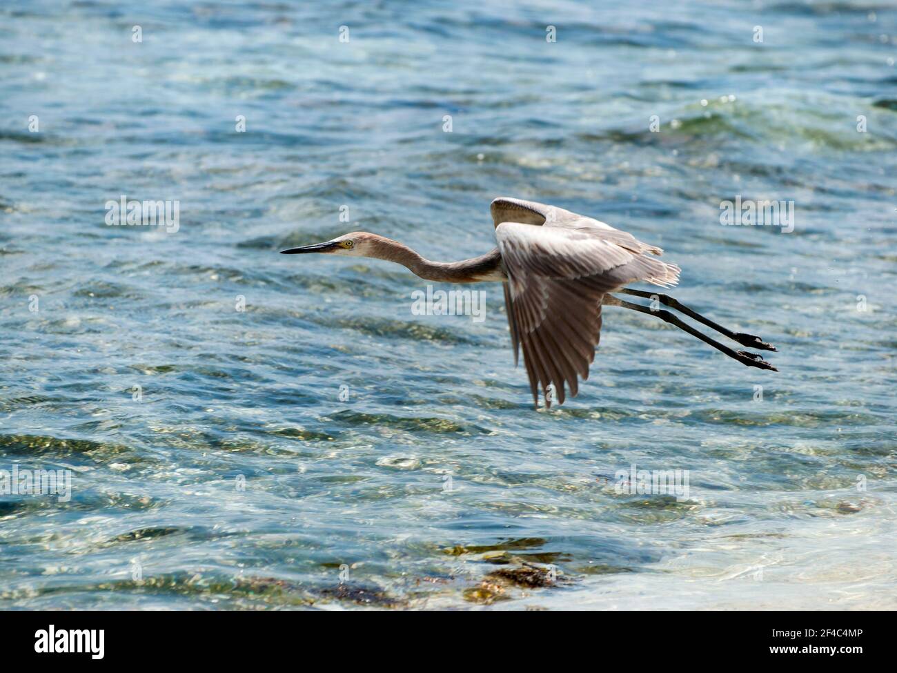 The crane family bird gliding over Caribbean Sea along Grand Turk ...