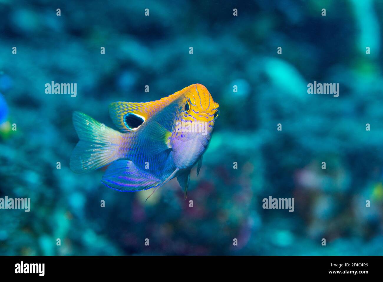 Princess damsel or Ocellate damselfish [Pomacentrus vaiuli]. Tulamben ...