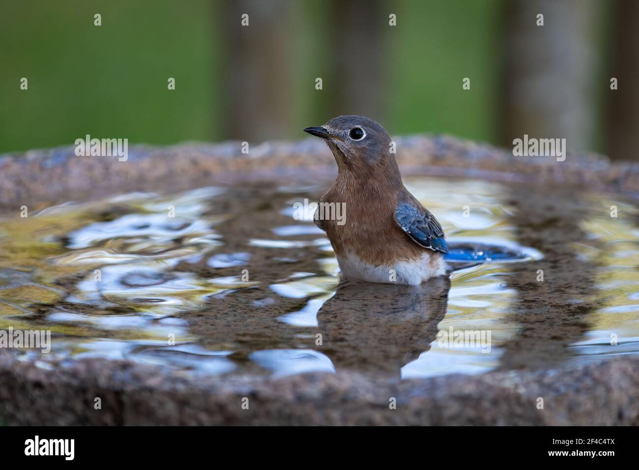 Bluebird bird sialia bathing hi-res stock photography and images - Alamy