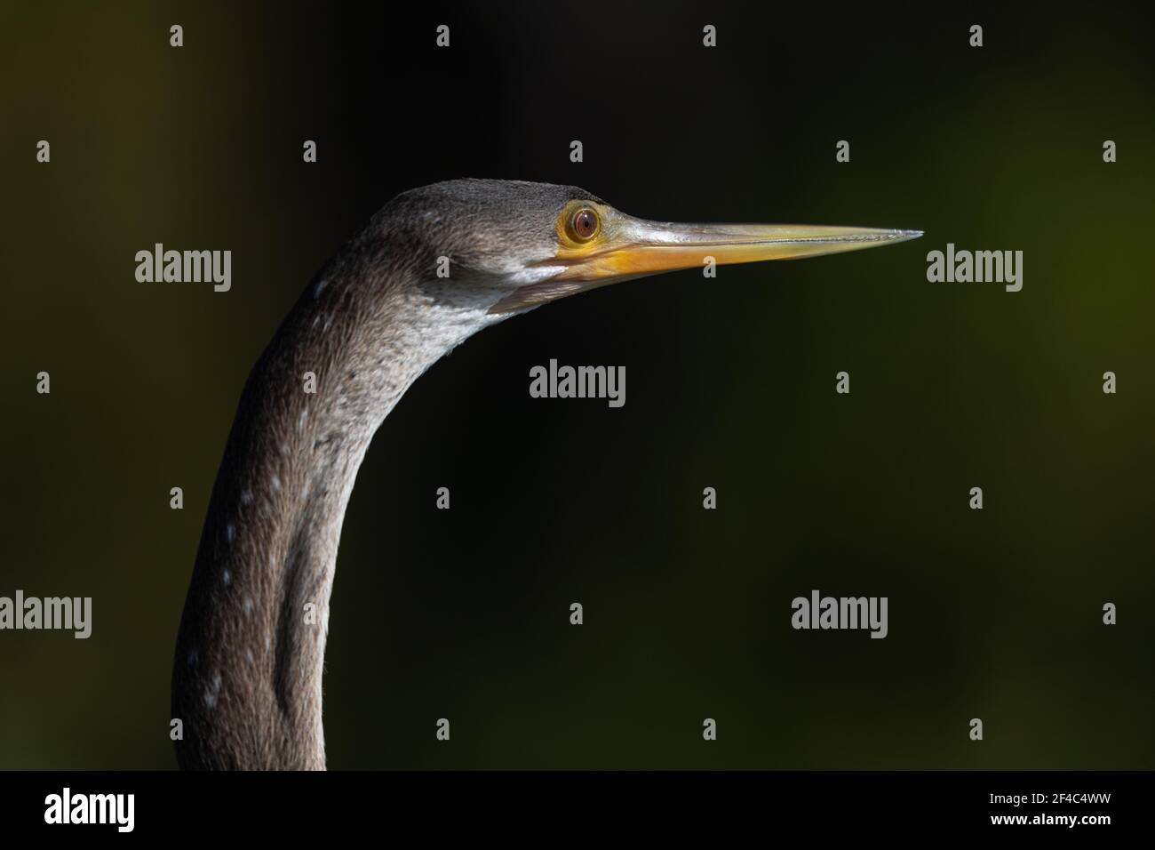 Daggerlike beak hi-res stock photography and images - Alamy