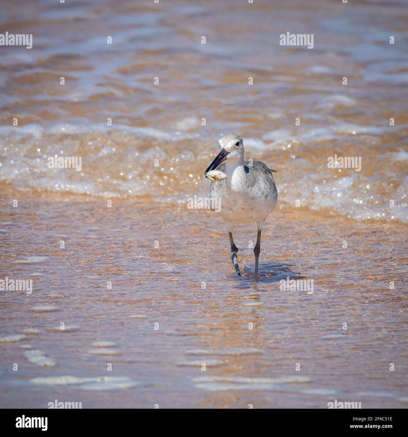 Willet shorebird hi-res stock photography and images - Alamy