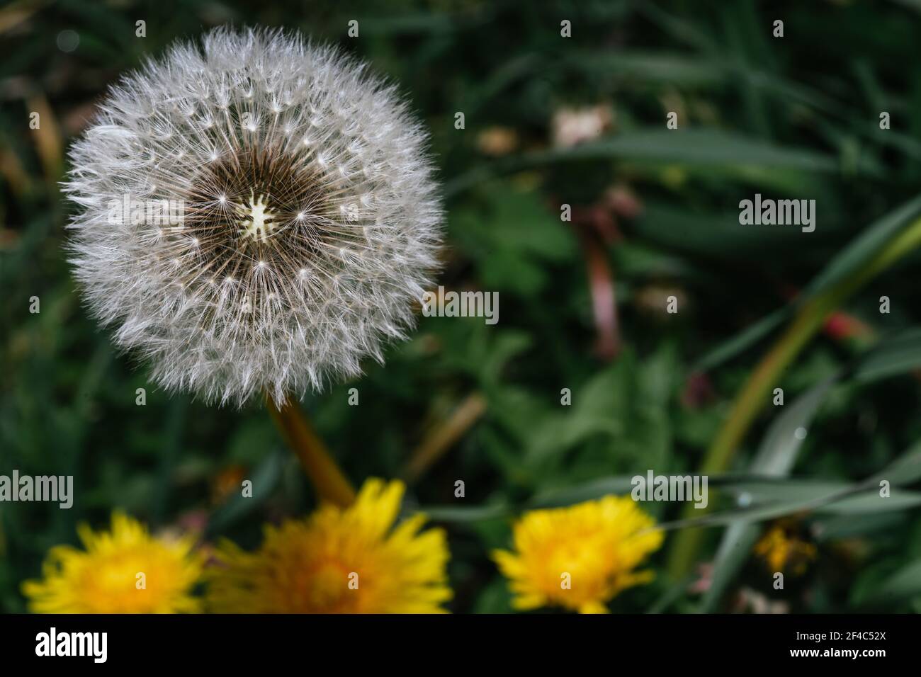A ripe blowball with silver-tufted fruits; different stages of ...