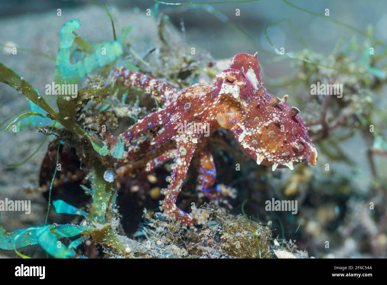 BLue-ringed octopus [Hapalochlaena spp.] Tulamben, Bali, Indonesia ...