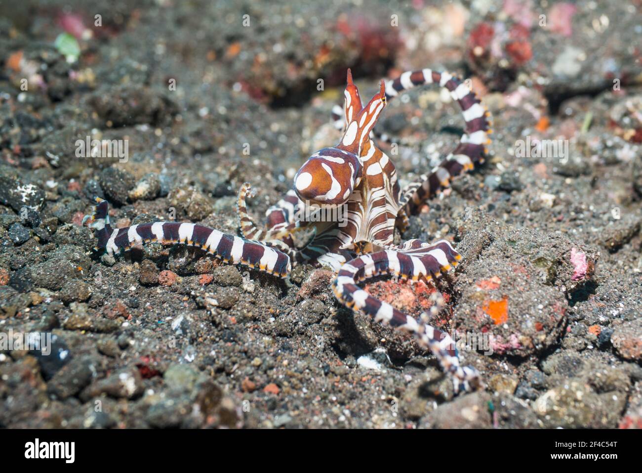 Wunderpus octopus [Wunderpus photogenicus]. Tulamben, Bali, Indonesia ...