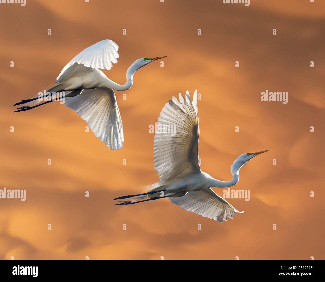 Curved bill birds hi-res stock photography and images - Alamy