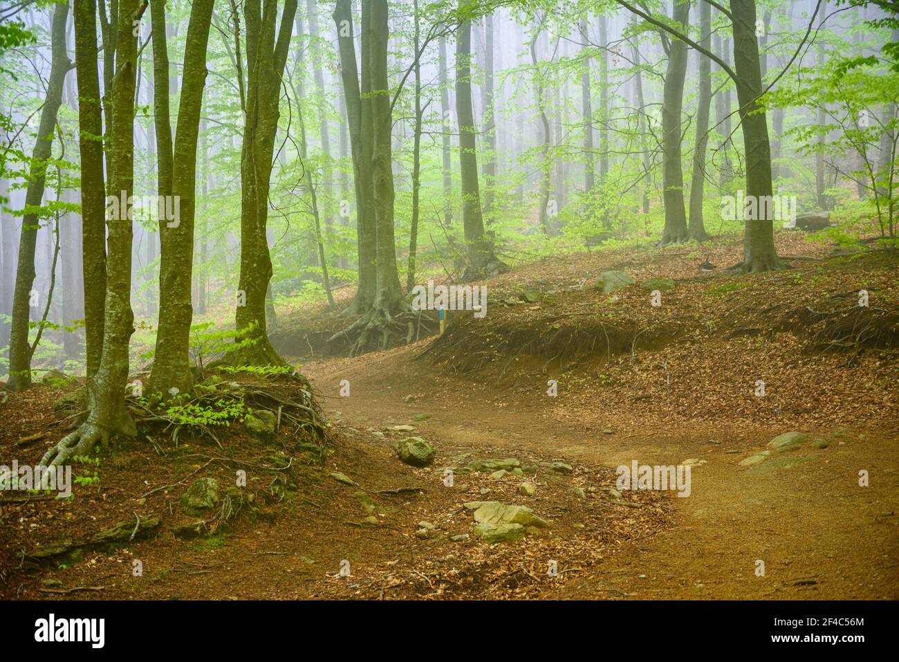 Beech trees in the Santa Fe de Montseny beech forest, in a foggy spring ...