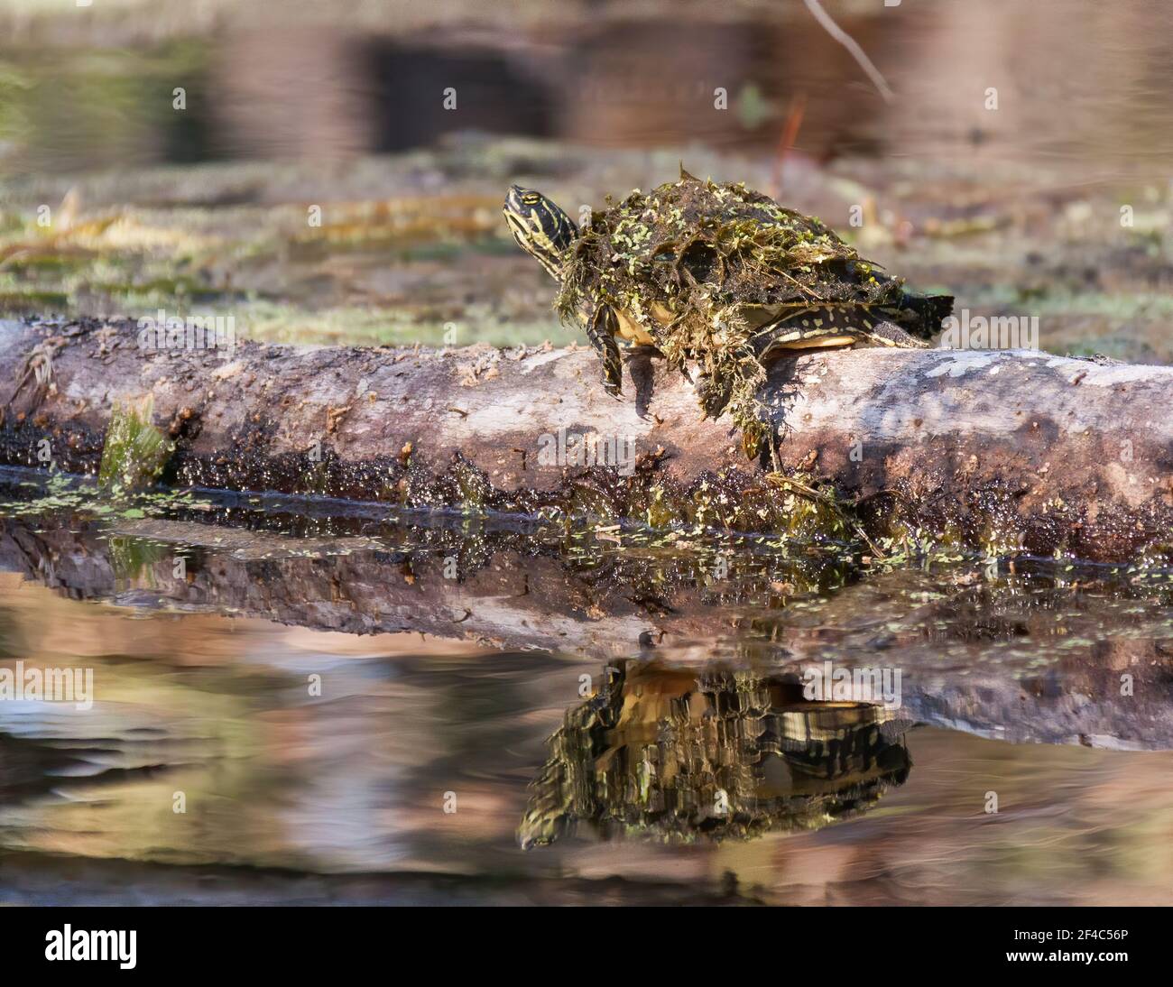 Small river cooter stretched out on a log with vegetation covering its ...