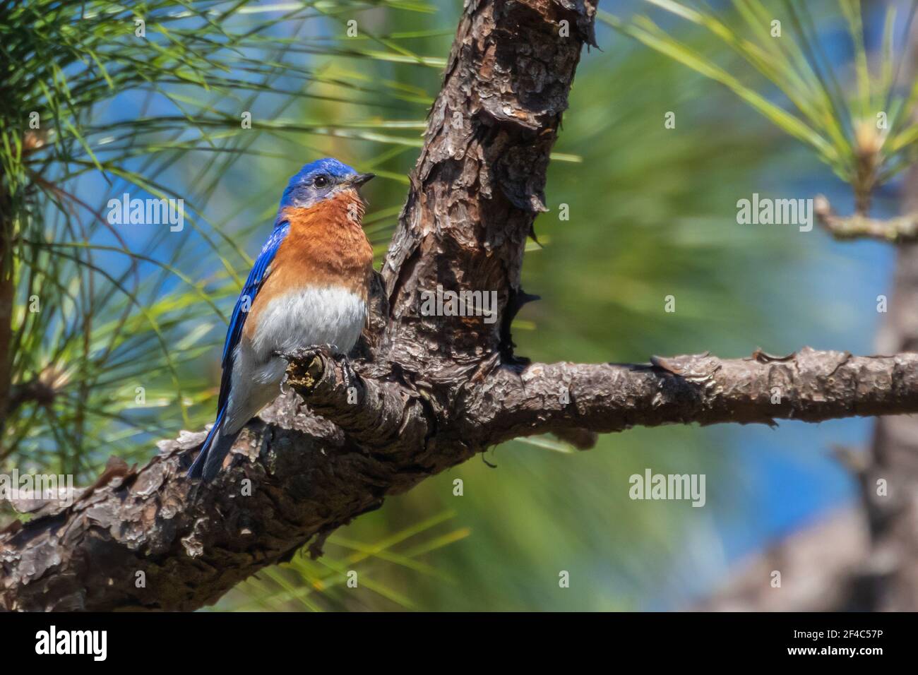 Male Eastern Bluebird High Resolution Stock Photography and Images - Alamy