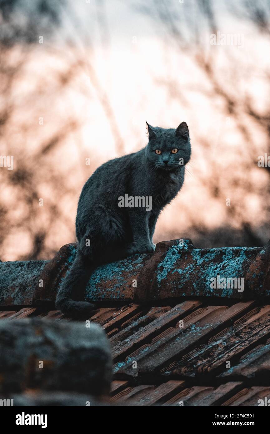 Grumpy black cat hi-res stock photography and images - Alamy
