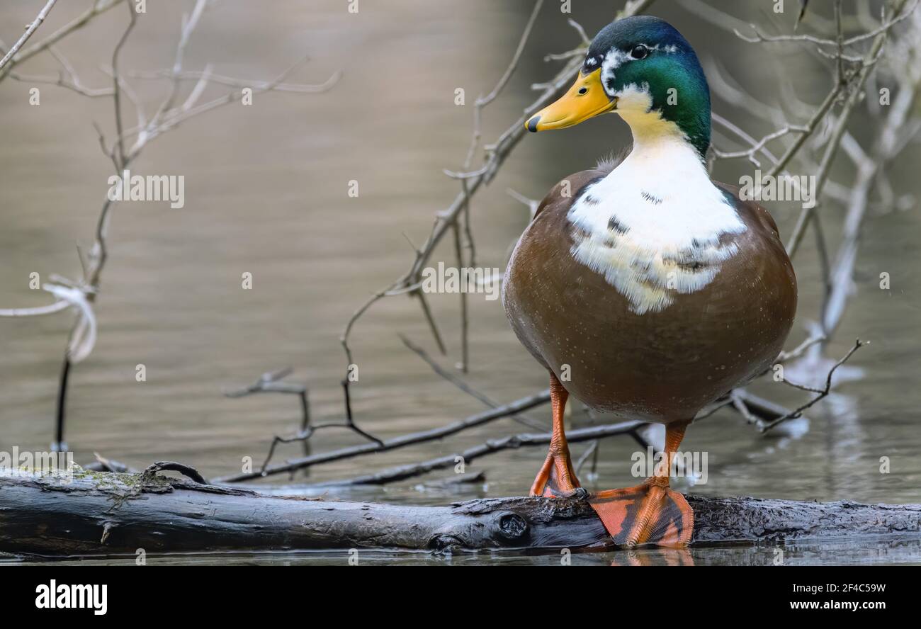ente, bird, stockente, wasser, natur, tier, ente, bird, wild lebende ...