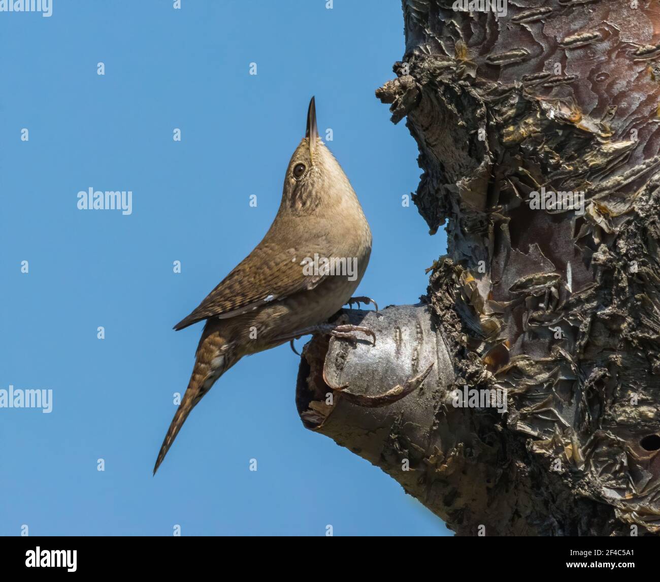 Head pose hi-res stock photography and images - Alamy