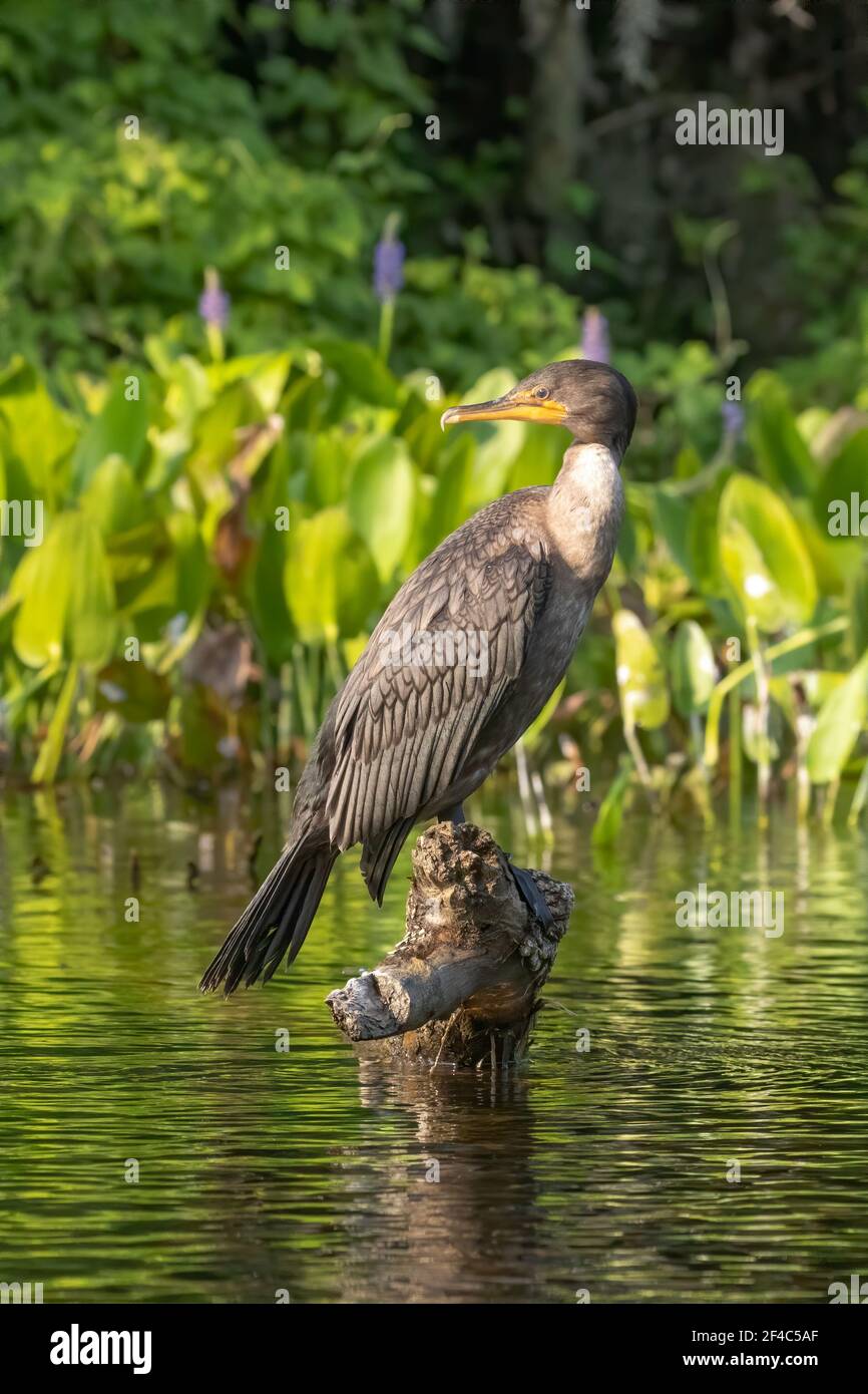 Double log hi-res stock photography and images - Alamy