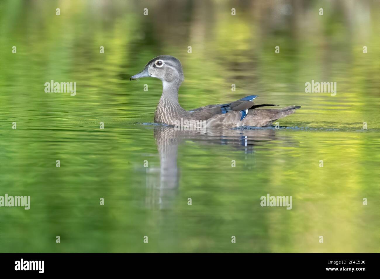 Florida silver springs state park silver river hi-res stock photography ...